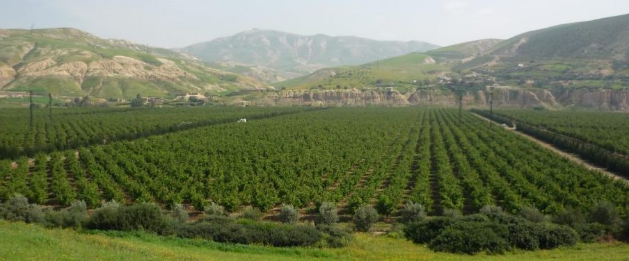 Le Plan Maroc Vert : stratégie volontariste de développement et de ...